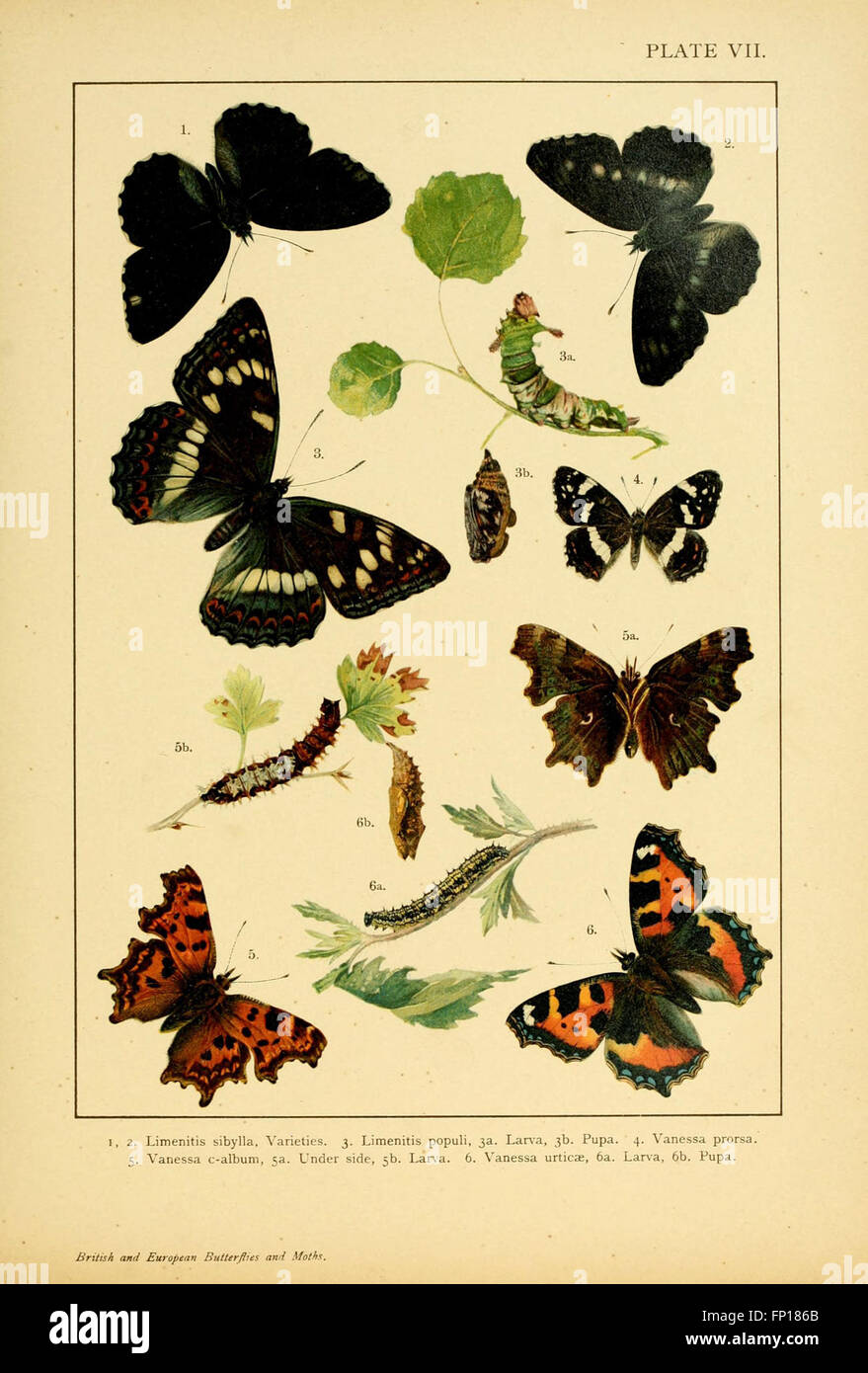 Plate VII from 'British and European Butterflies and Moths ...