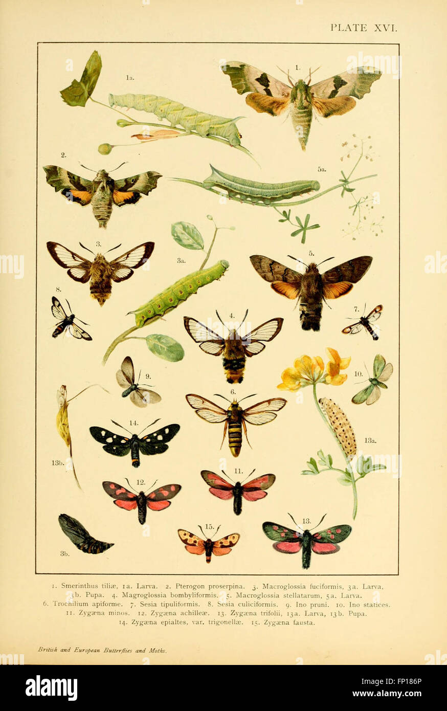 This illustrated work on British and European butterflies and moths ...