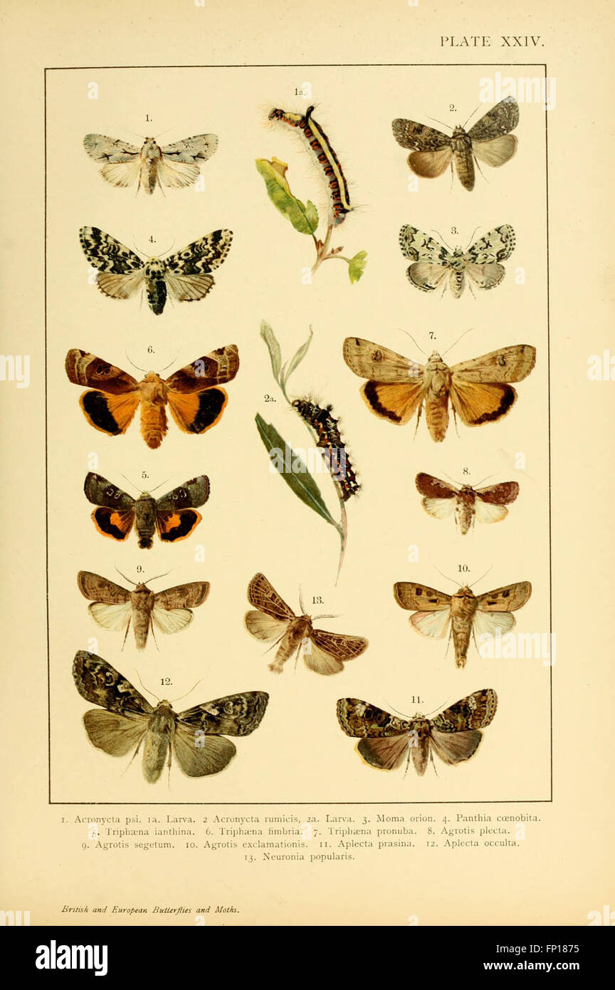 This work focuses on the identification and classification of British ...