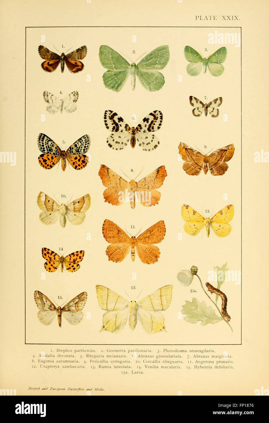 Insects classification hi-res stock photography and images - Alamy