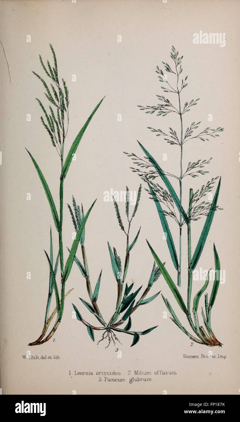 Plate I from 'British Grasses' showcases detailed illustrations of ...