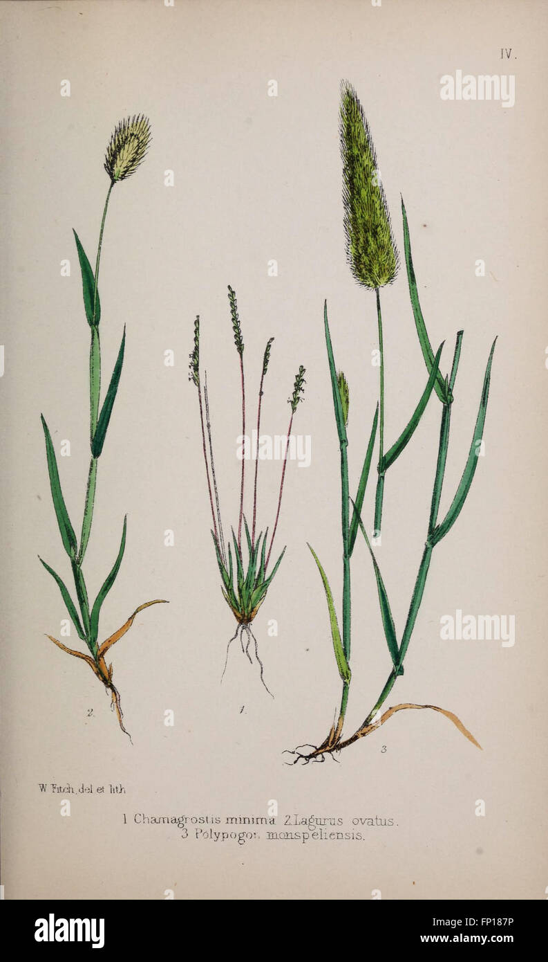 This plate features various species of British grasses, highlighting ...