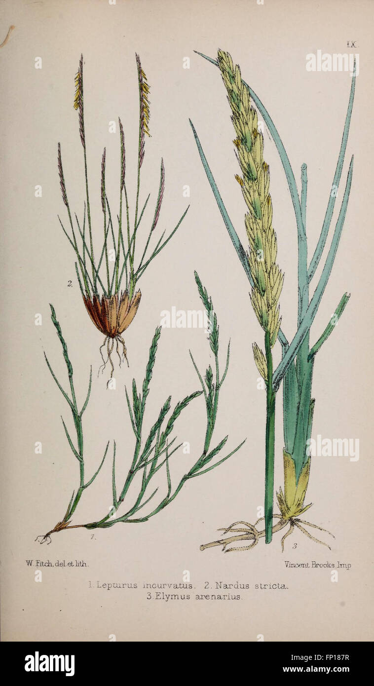 Detailed depictions of grass species hi-res stock photography and ...