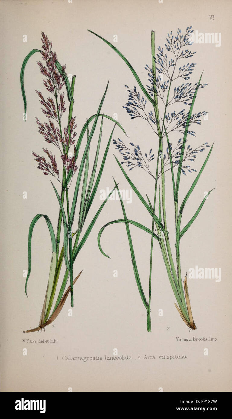 This plate showcases various species of British grasses, offering a ...