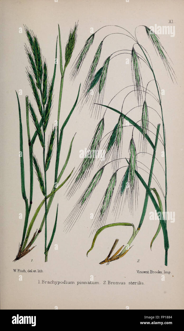 'British Grasses' presents detailed illustrations and descriptions of ...