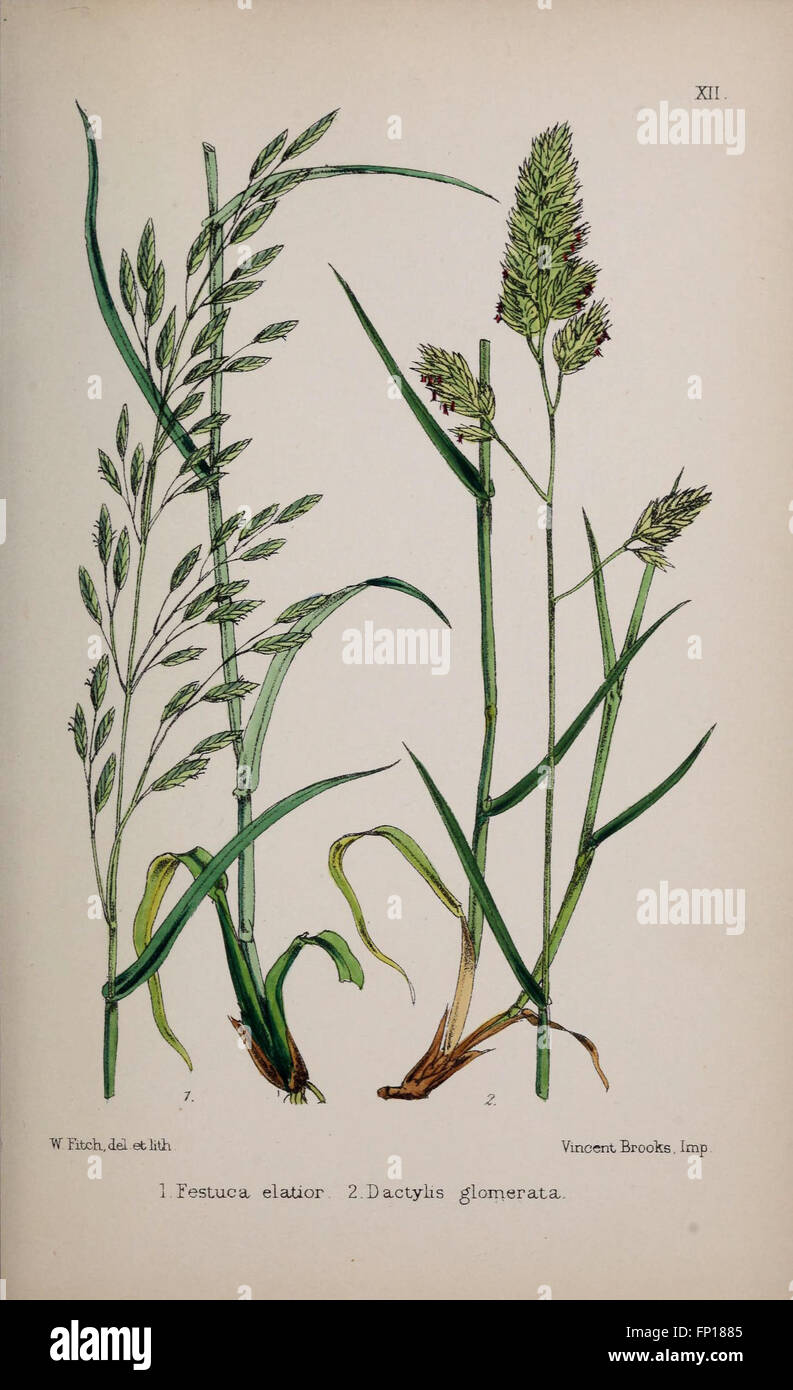 This plate features illustrations of various grass species native to ...