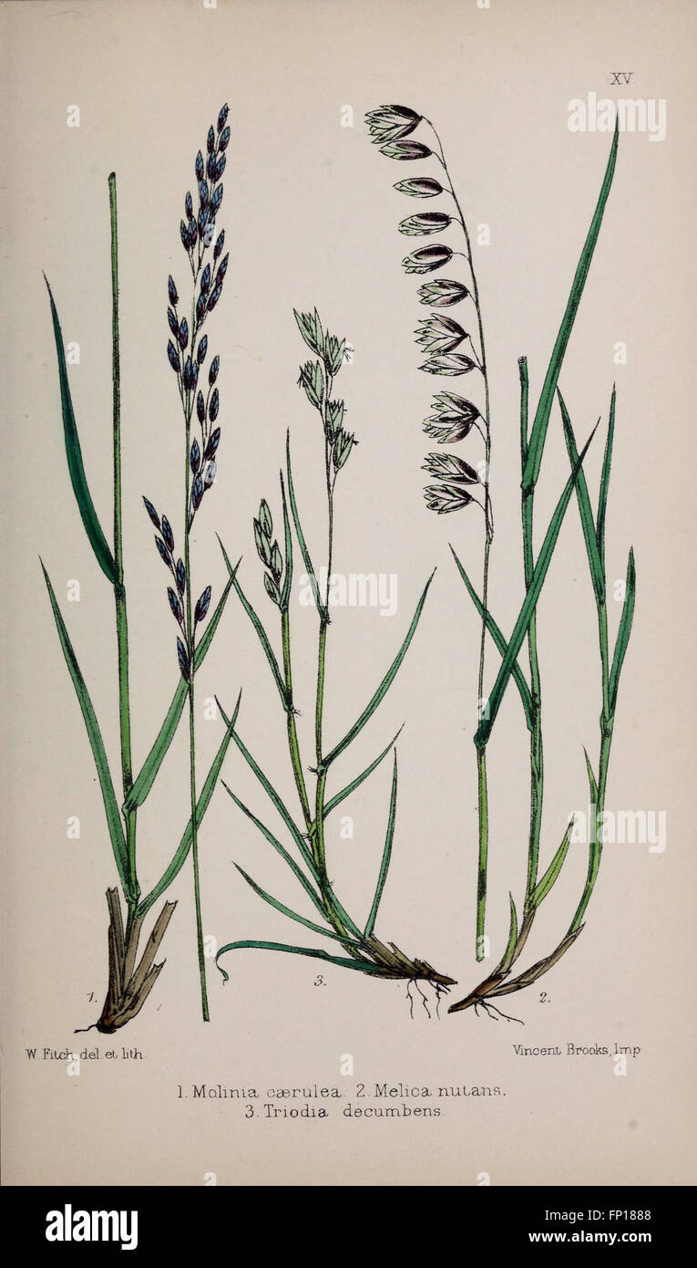 Detailed illustration various grass hi-res stock photography and images ...