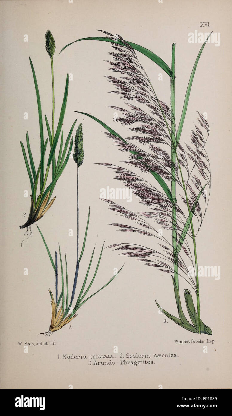 Detailed study of various grass species hi-res stock photography and ...