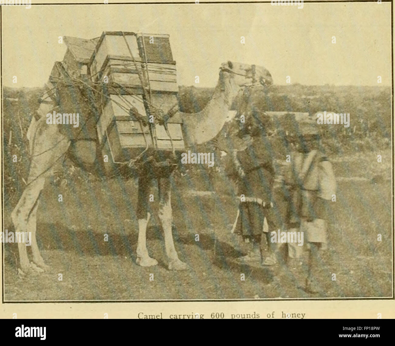 The 1918 American Bee Journal covers topics related to beekeeping ...