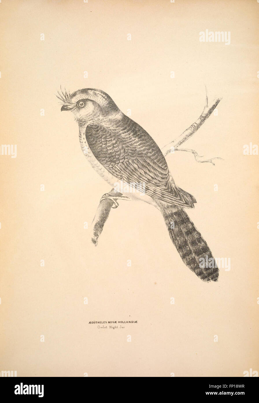 *Companion to Gould's Handbook* provides a detailed synopsis of ...