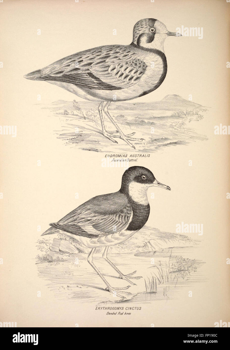 This work serves as a comprehensive guide to Australian bird species ...