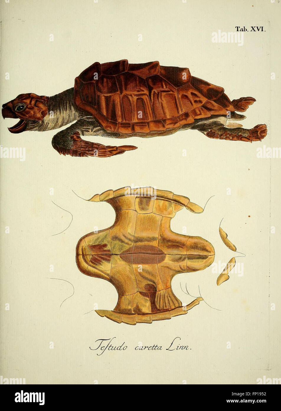 A detailed study on the natural history of turtles by D. Johann David ...