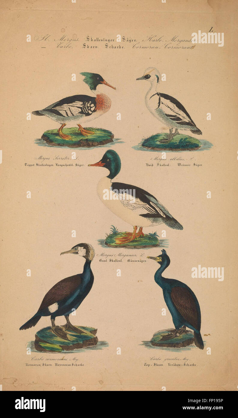 'Danmarks fugle, beskrevne' is a work describing the birds of Denmark ...