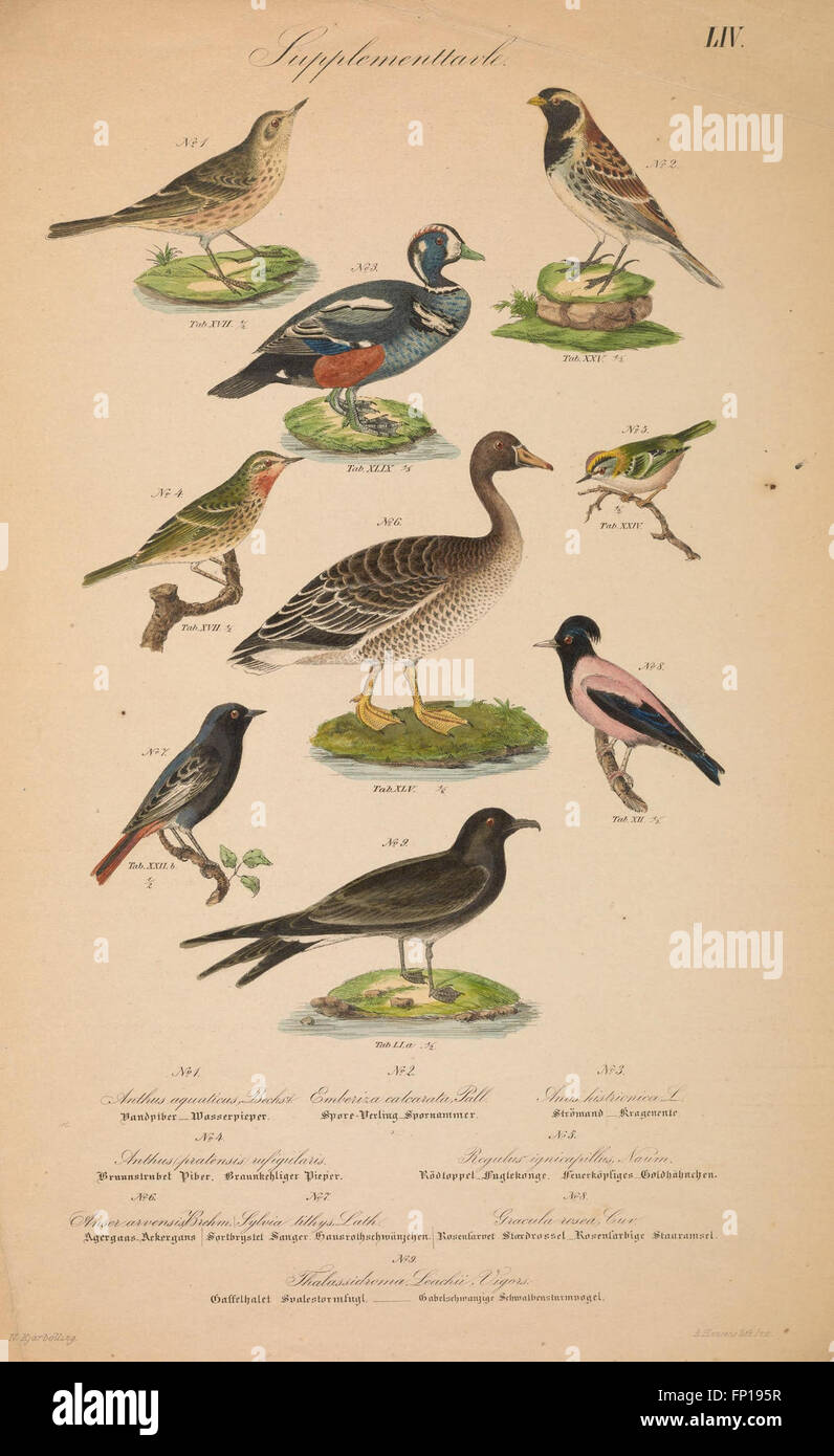 Danmarks fugle hi-res stock photography and images - Alamy