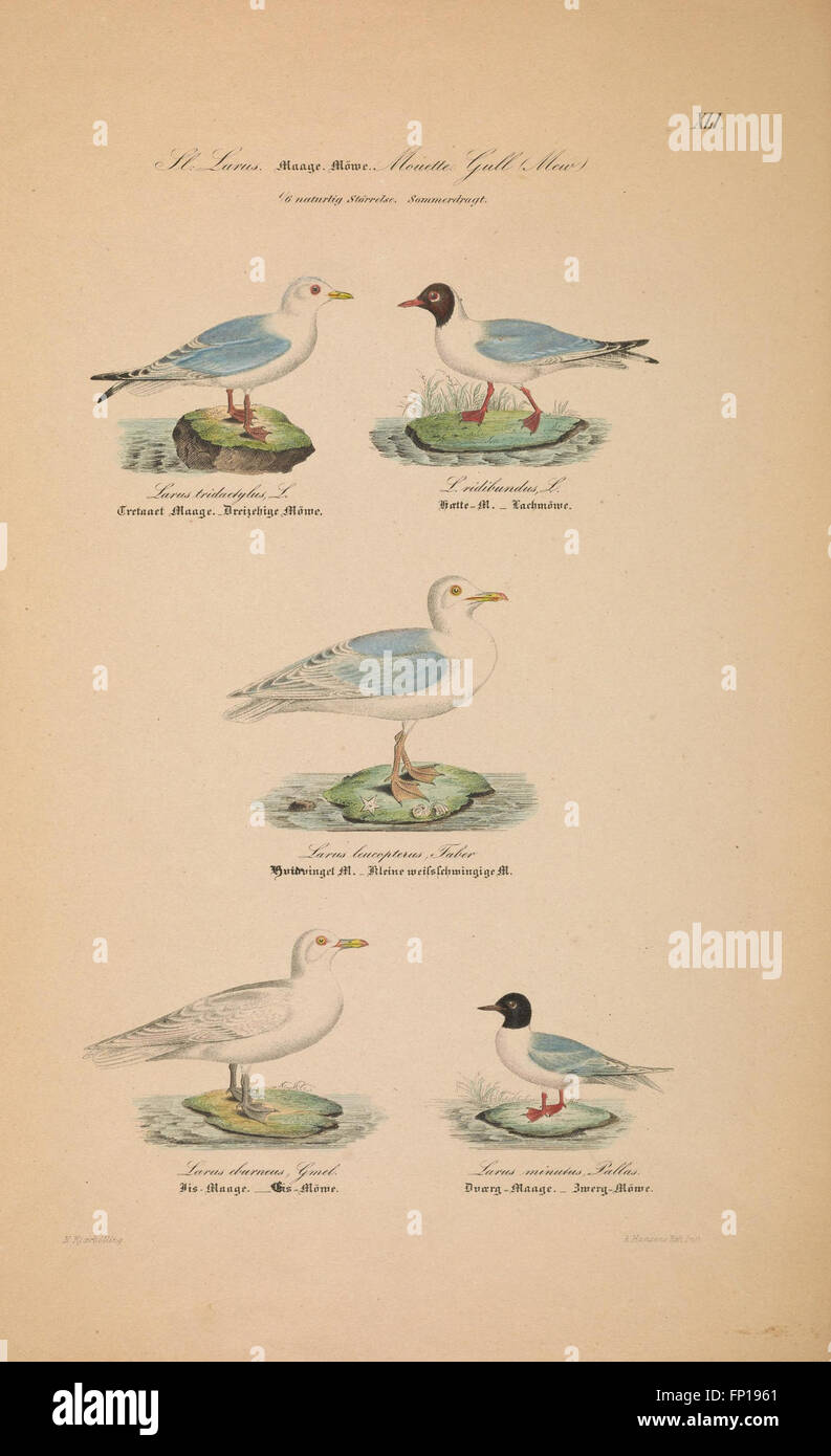 *Danmarks Fugle, Beskrevne* (Birds of Denmark, described) presents a ...