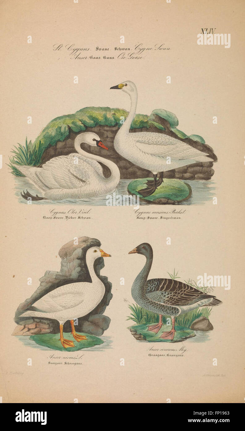 A work detailing the birds of Denmark, illustrated in Plate XLIV. It ...