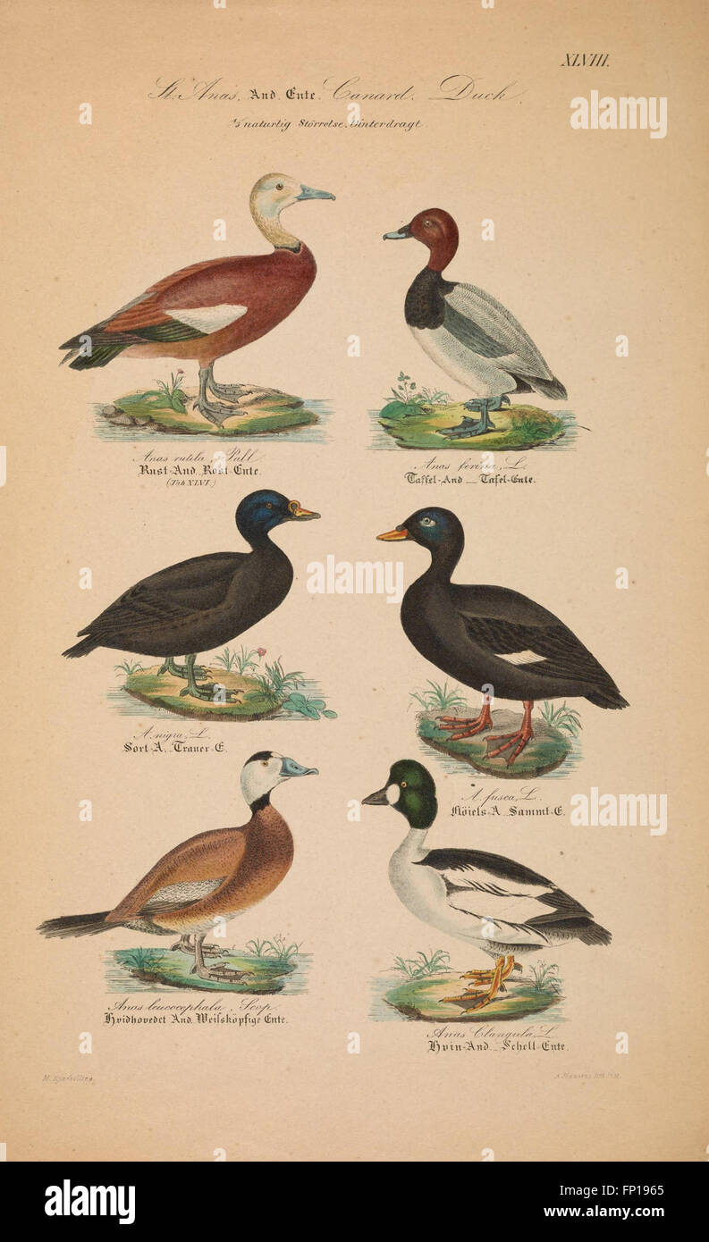 'Danmarks Fugle, Beskrevne' (Birds of Denmark, Described) presents an ...