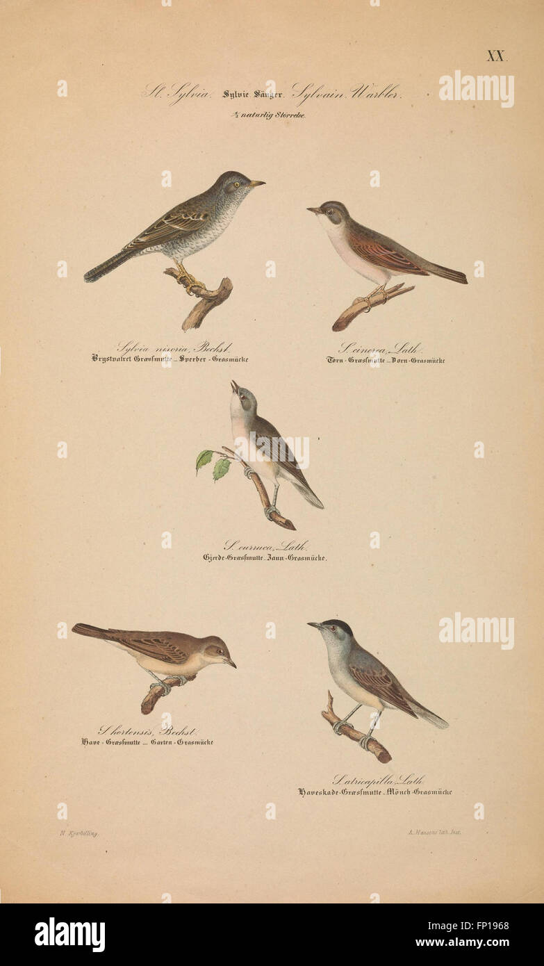 Danmarks fugle hi-res stock photography and images - Alamy