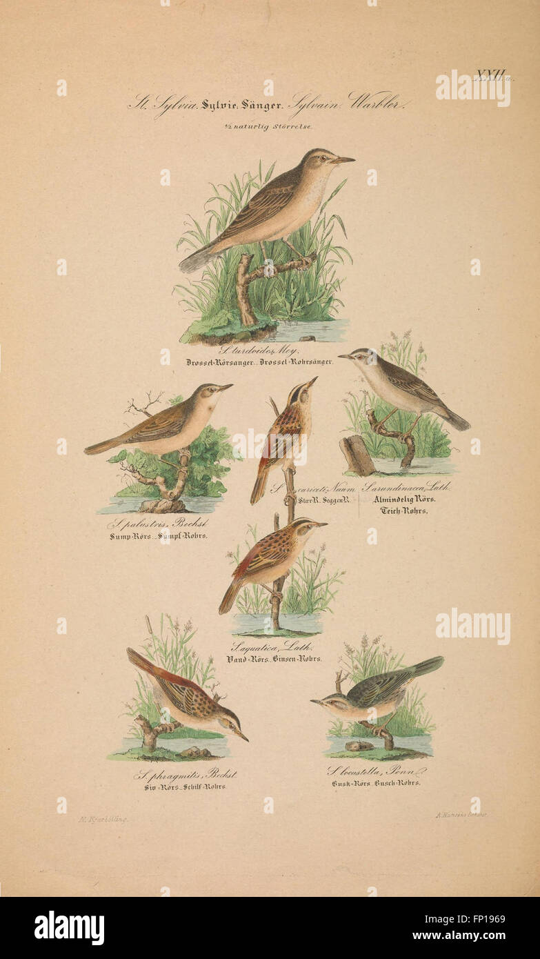 Danmarks fugle hi-res stock photography and images - Alamy