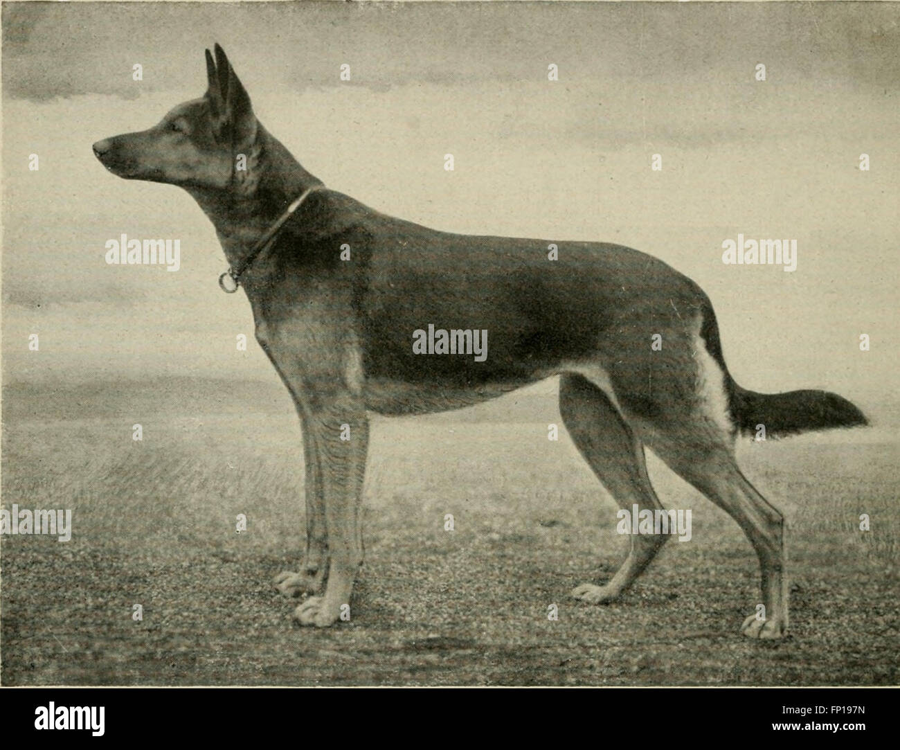A 1921 German publication about the German Shepherd dog, detailing its ...
