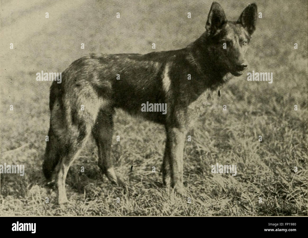 This 1921 book provides a detailed account of the German Shepherd breed ...