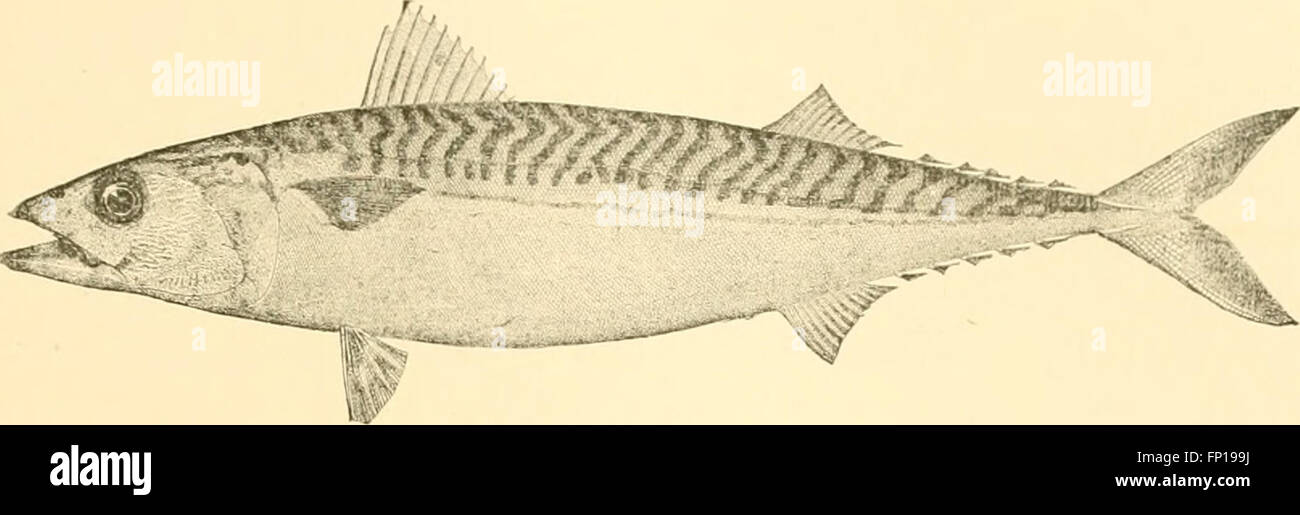 This 1888 treatise focuses on North American fish species, including ...