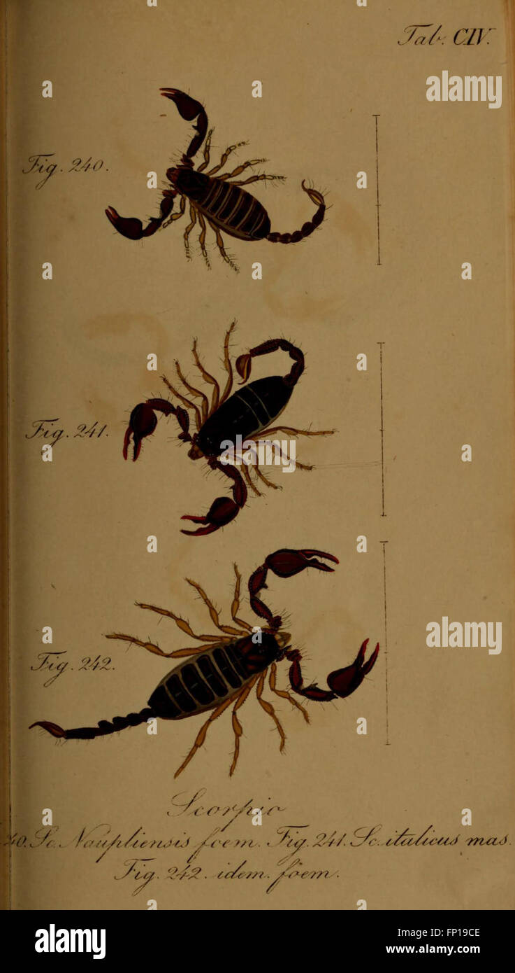 Tab. CIV from Die Arachniden presents detailed illustrations of ...