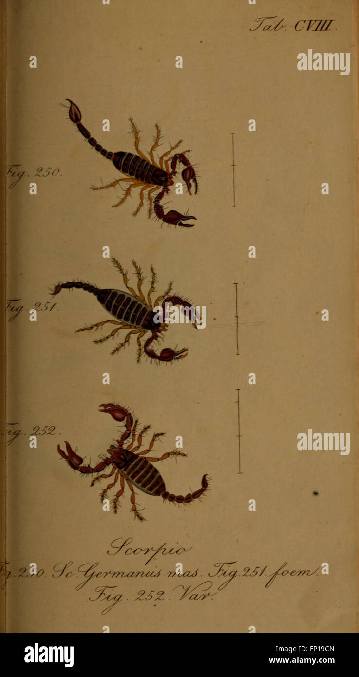 This illustration from 'Die Arachniden' focuses on various arachnids ...
