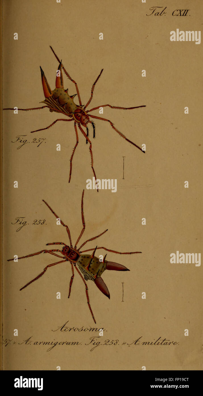 This plate from 'Die Arachniden,' a work on arachnids, illustrates ...