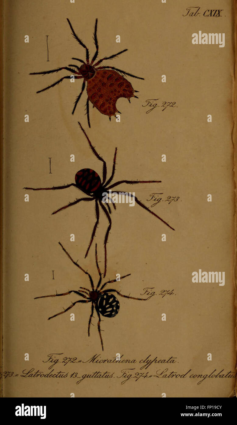 An illustration from 'Die Arachniden,' detailing various species of ...