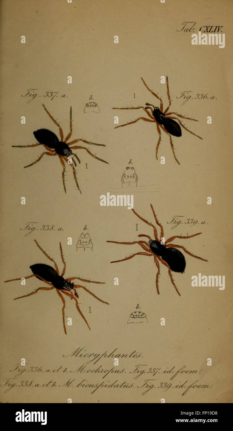 This German work focuses on arachnids, providing detailed illustrations ...