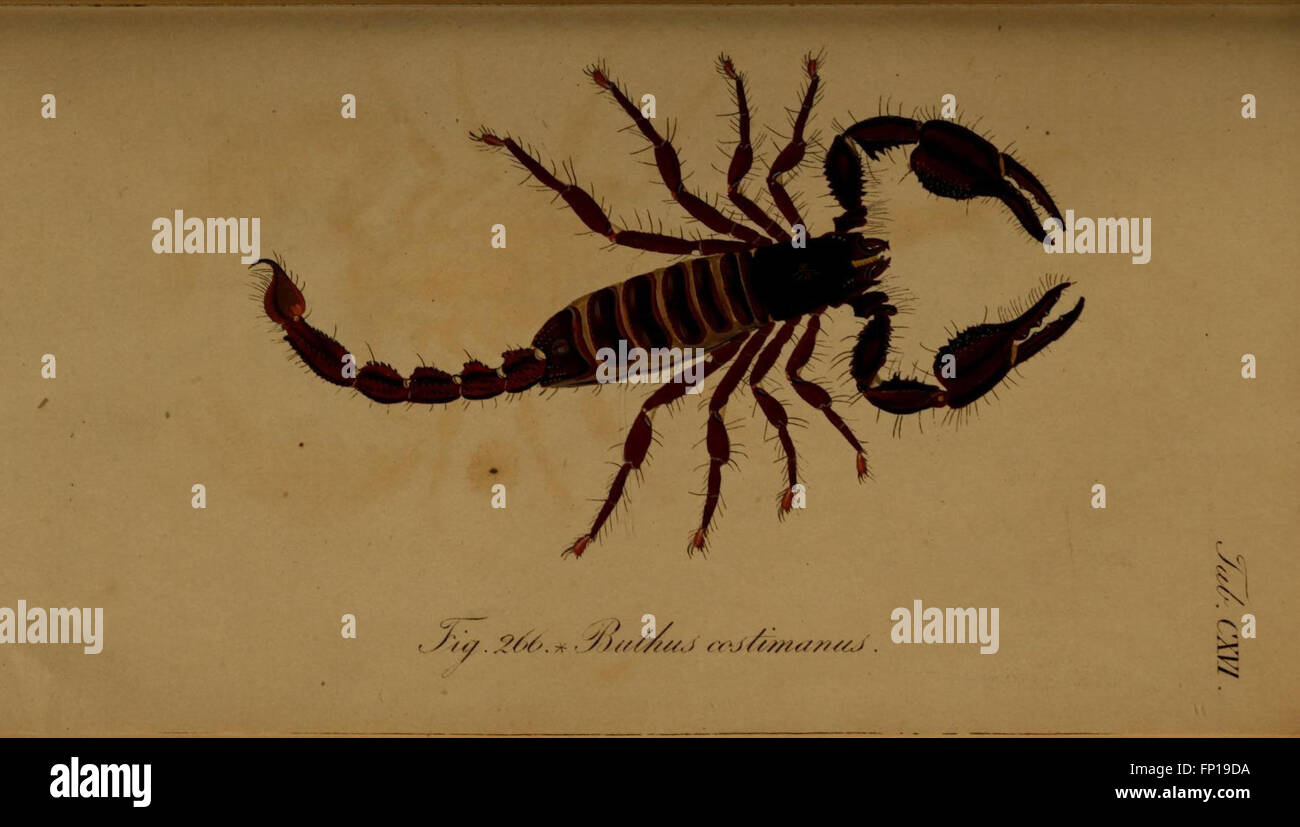 This plate from Die Arachniden illustrates various species of arachnids ...