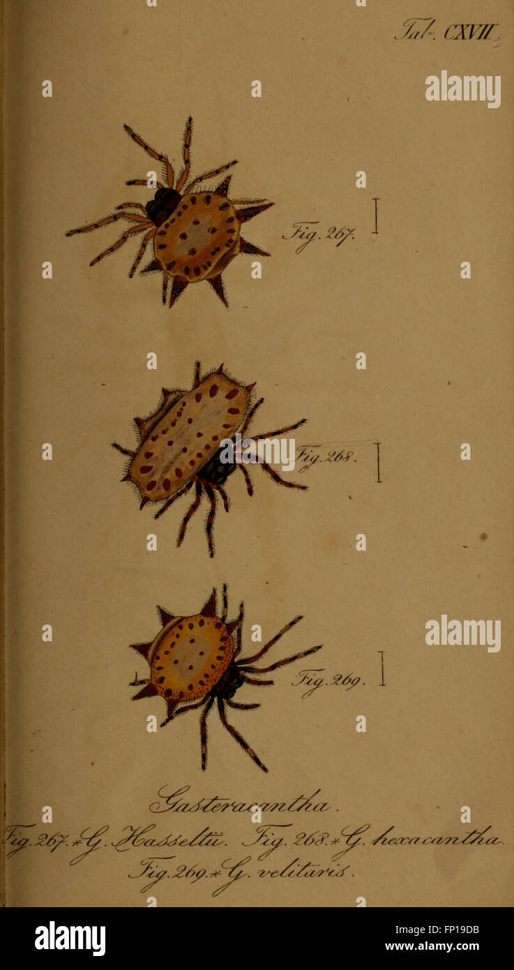 'Die Arachniden' is a detailed work on arachnids, focusing on their ... 'Die Arachniden' is a detailed work on arachnids, focusing on their ...