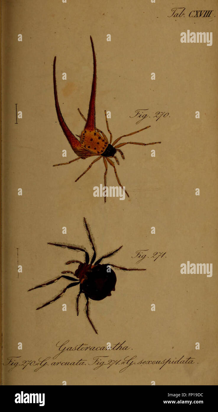 This plate presents various arachnids, focusing on their classification ...