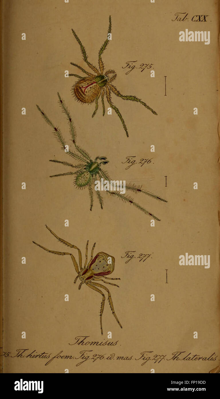 This plate from 'Die Arachniden' features detailed illustrations of ...