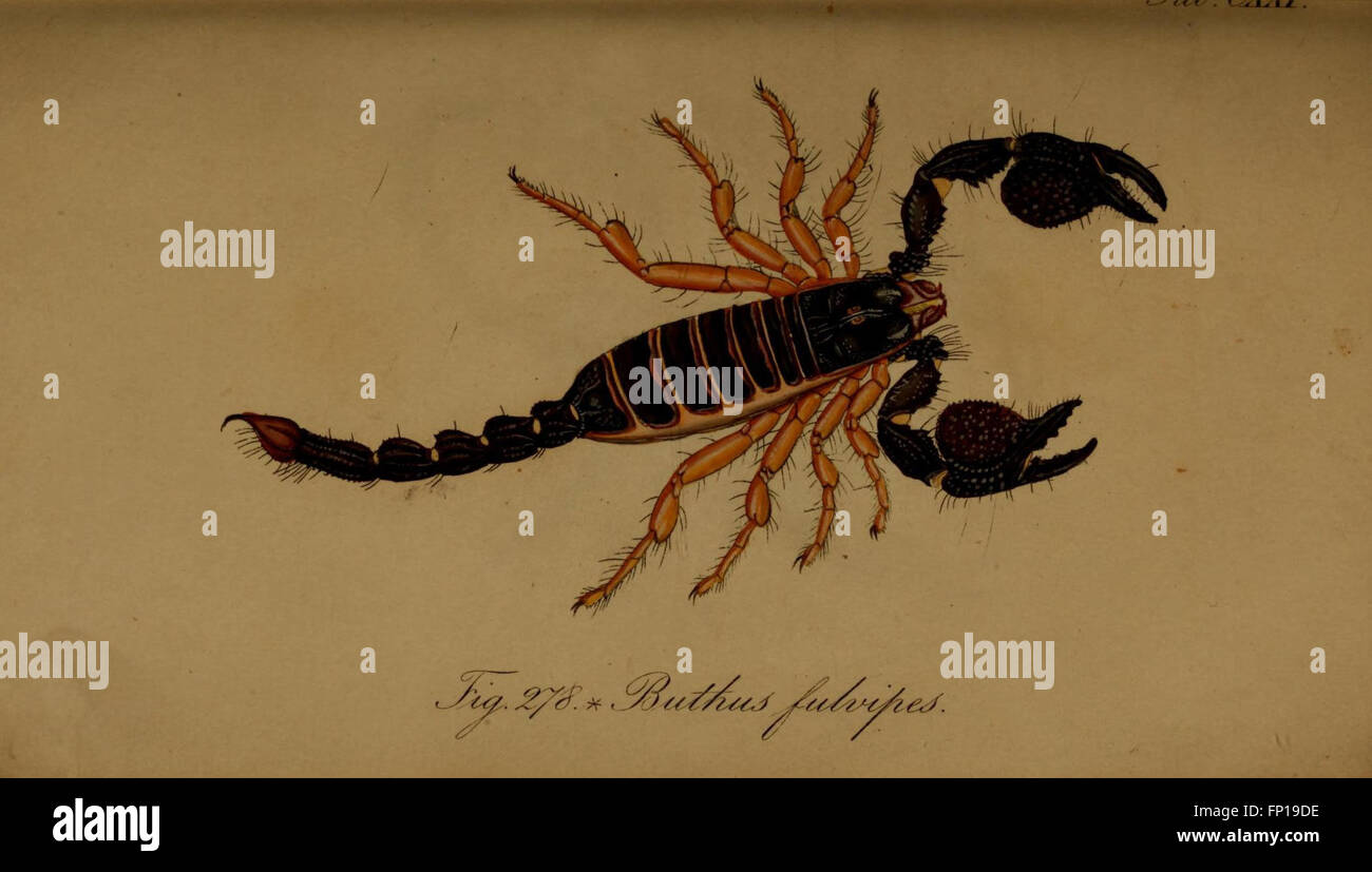 Tab. CXXI from 'Die Arachniden' presents detailed illustrations of ...