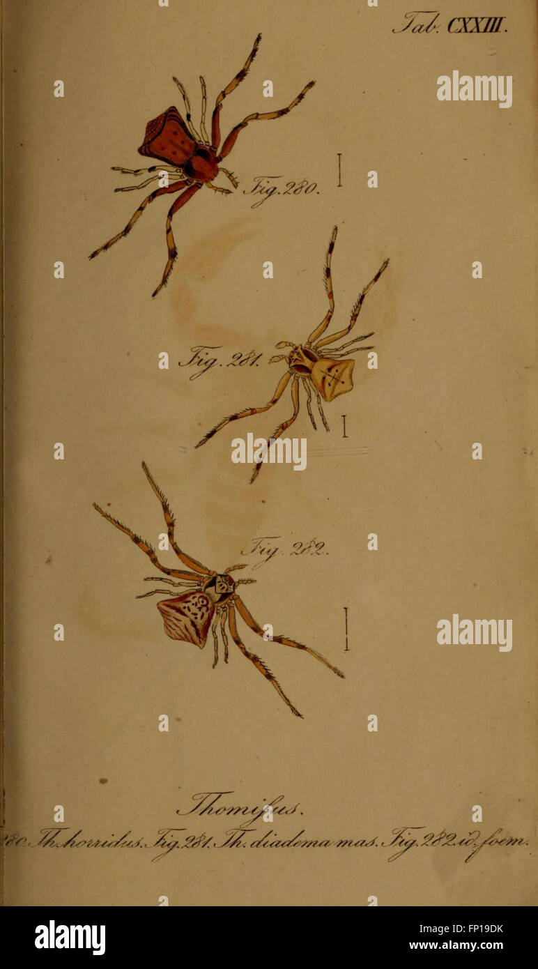 An illustration from 'Die Arachniden' depicting various arachnids. Tab ...