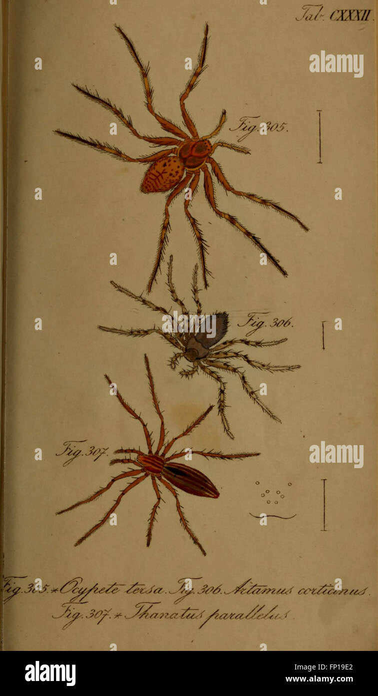 Arachnid reference hi-res stock photography and images - Alamy
