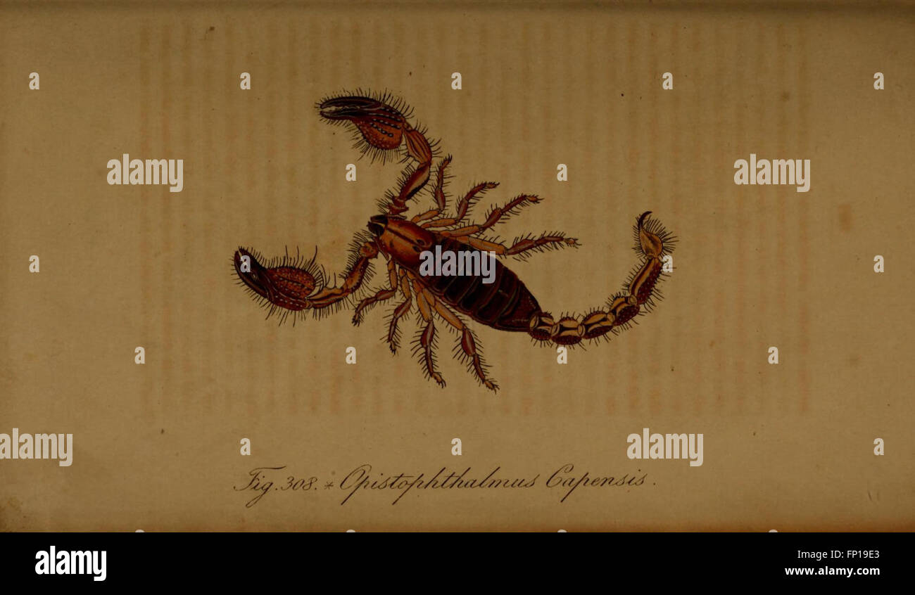 This illustration from 'Die Arachniden' focuses on various species of ...