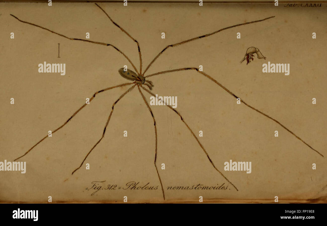 This image comes from 'Die Arachniden,' illustrating a variety of ...
