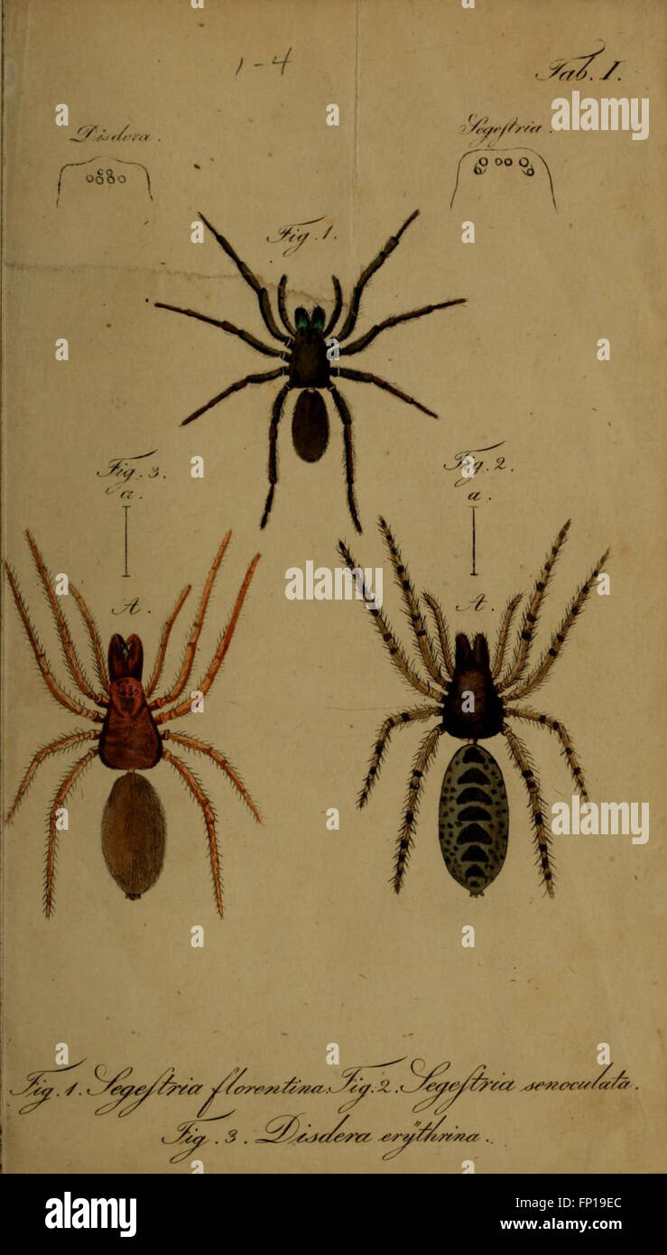Plate I from 'Die Arachniden' depicts various species of arachnids ...