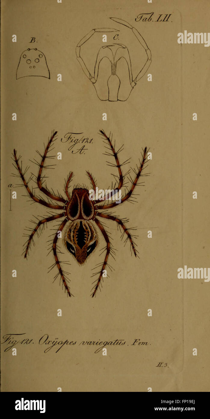 This work, 'Die Arachniden,' focuses on arachnids, a class of joint ...