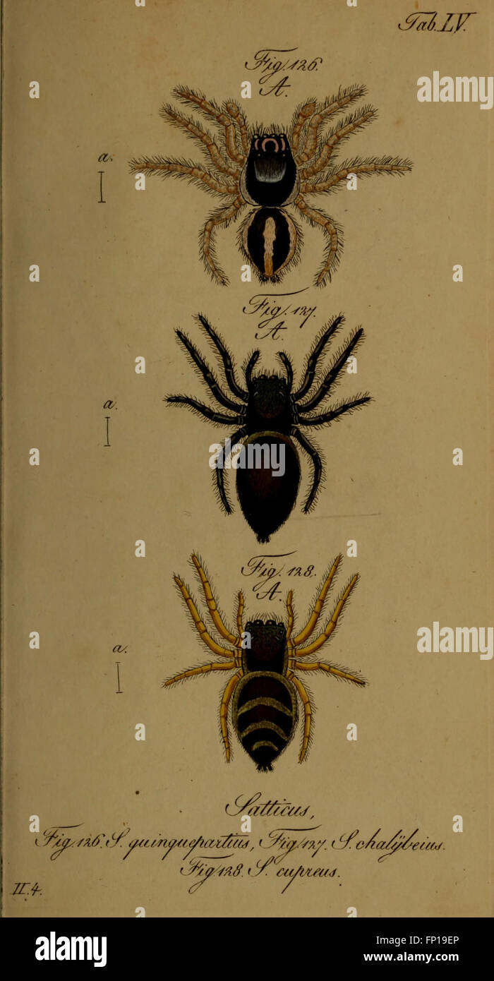 This work on arachnids includes detailed illustrations and studies of ...