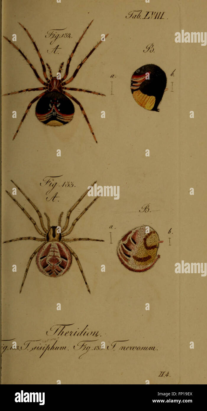Die Arachniden (The Arachnids), presents a detailed study of arachnid ...