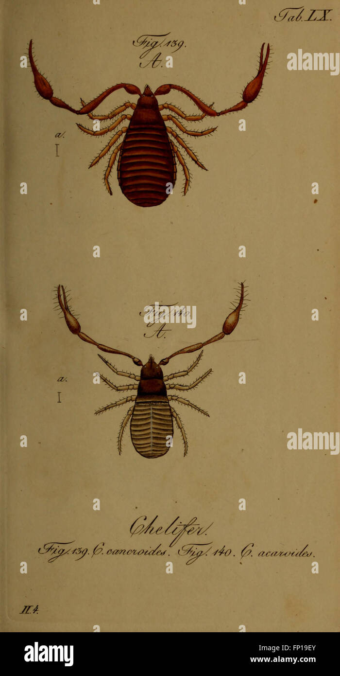 A detailed scientific illustration from 'Die Arachniden,' focusing on ...