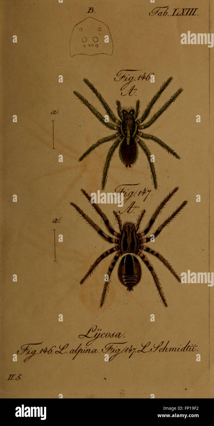 This plate from *Die Arachniden* illustrates various arachnid species ...