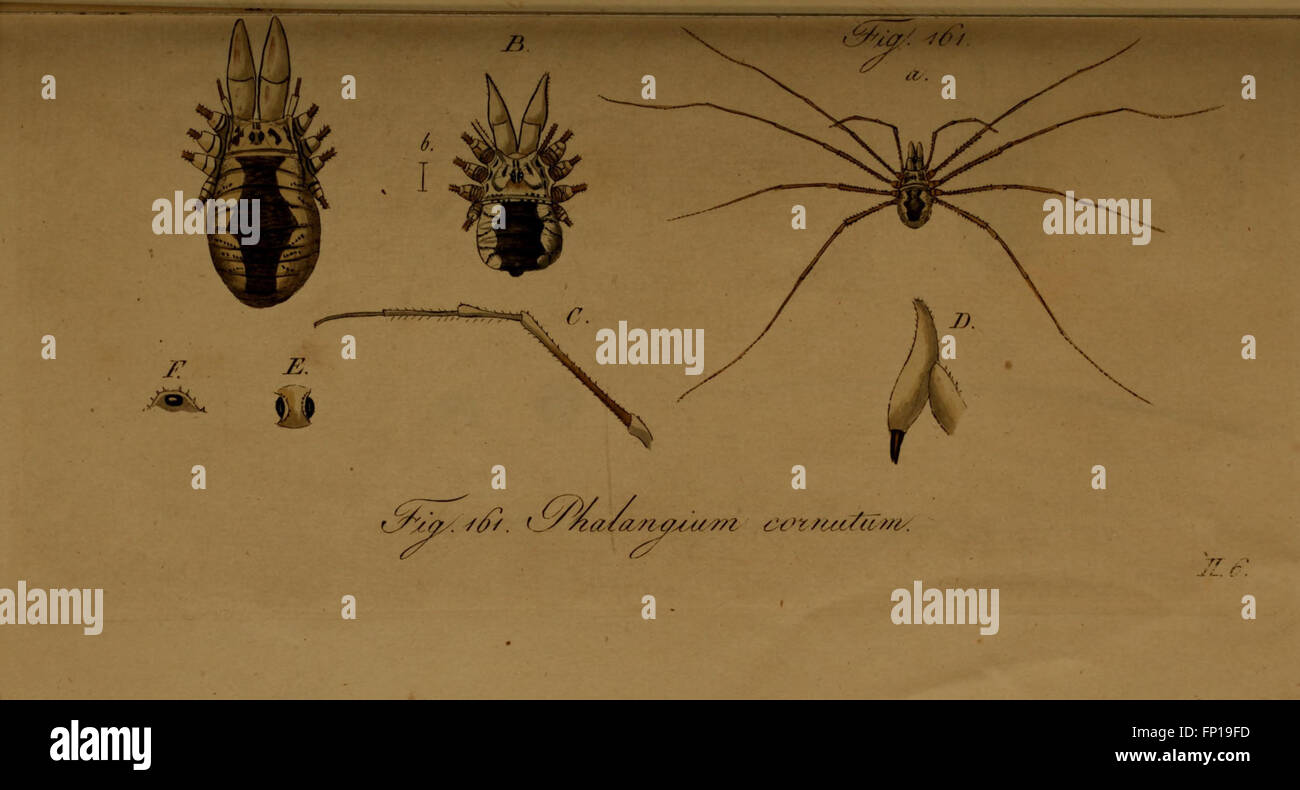 *Die Arachniden* (Tab. LXX) depicts detailed illustrations of arachnids ...