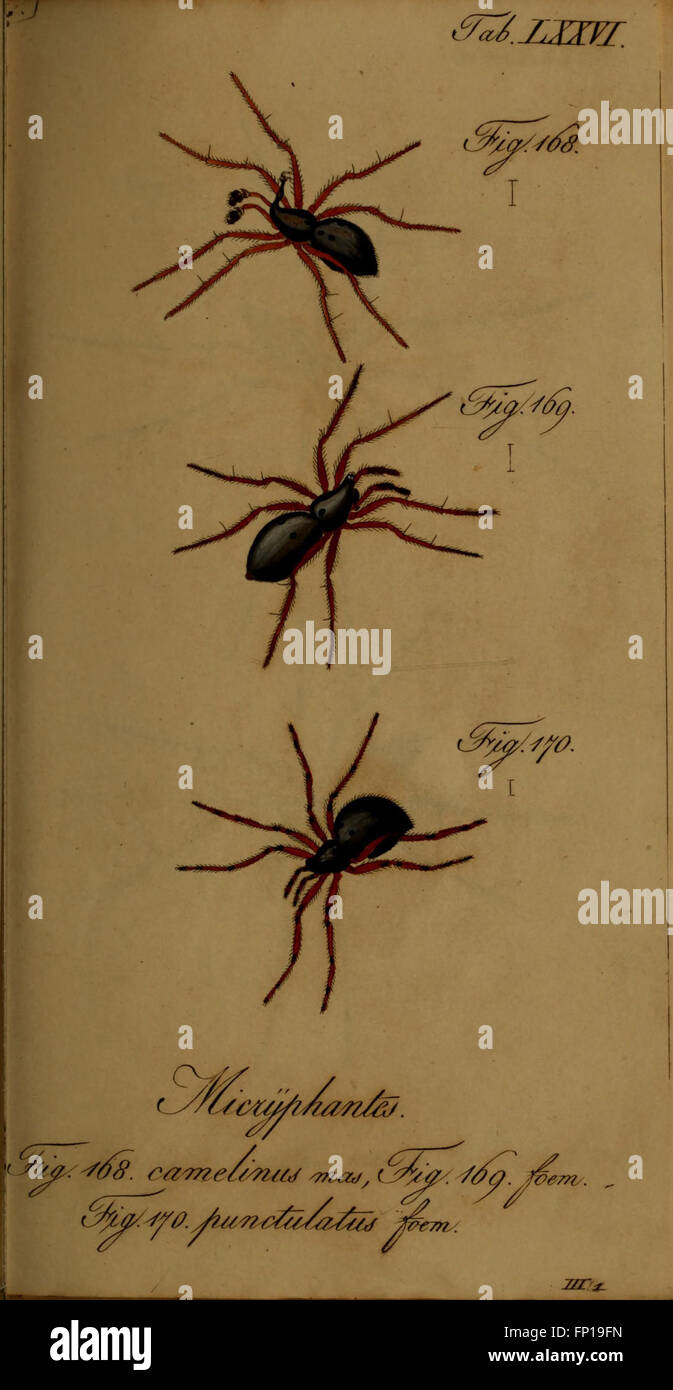 This German work provides detailed illustrations and descriptions of ...