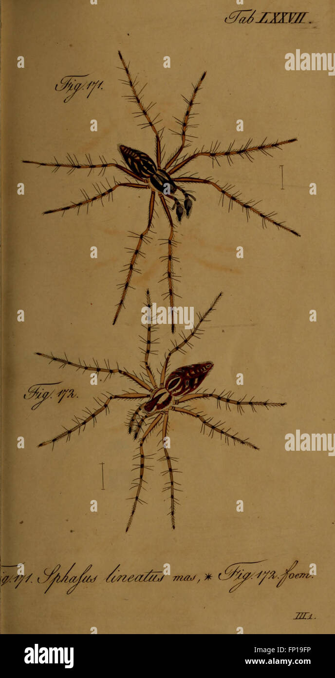 This illustration, part of a series on arachnids, provides detailed ...