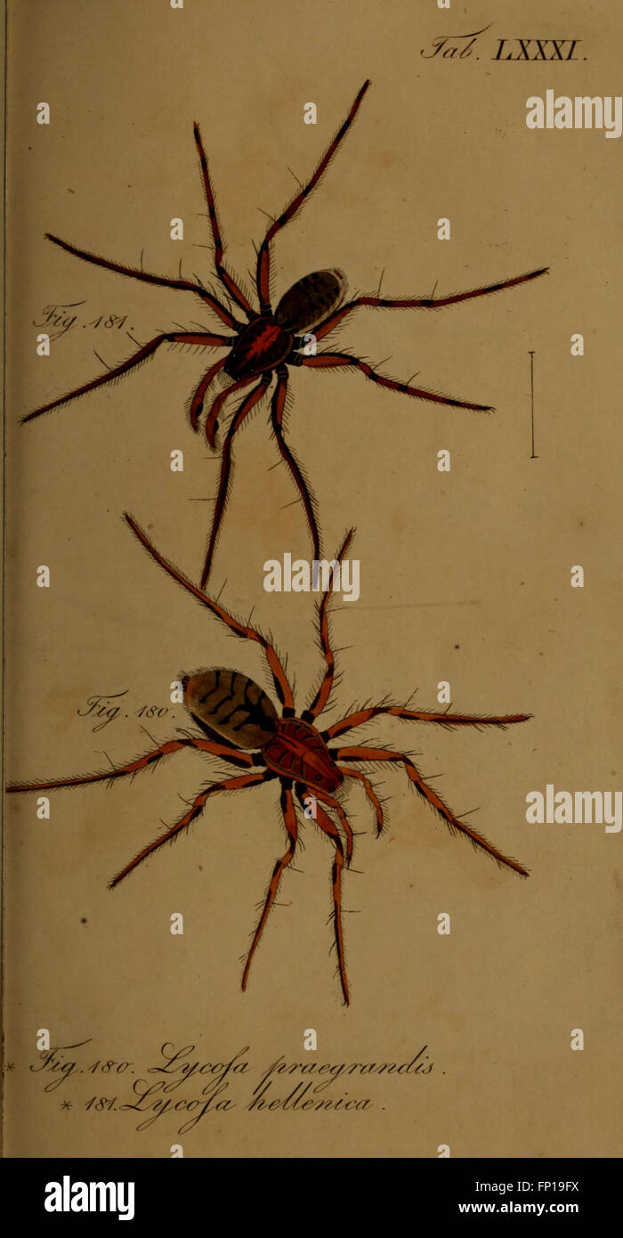 *Die Arachniden* (The Arachnids) is a work focused on the ...